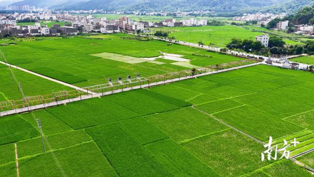 Space-bred rice thrives in Yunfu | South