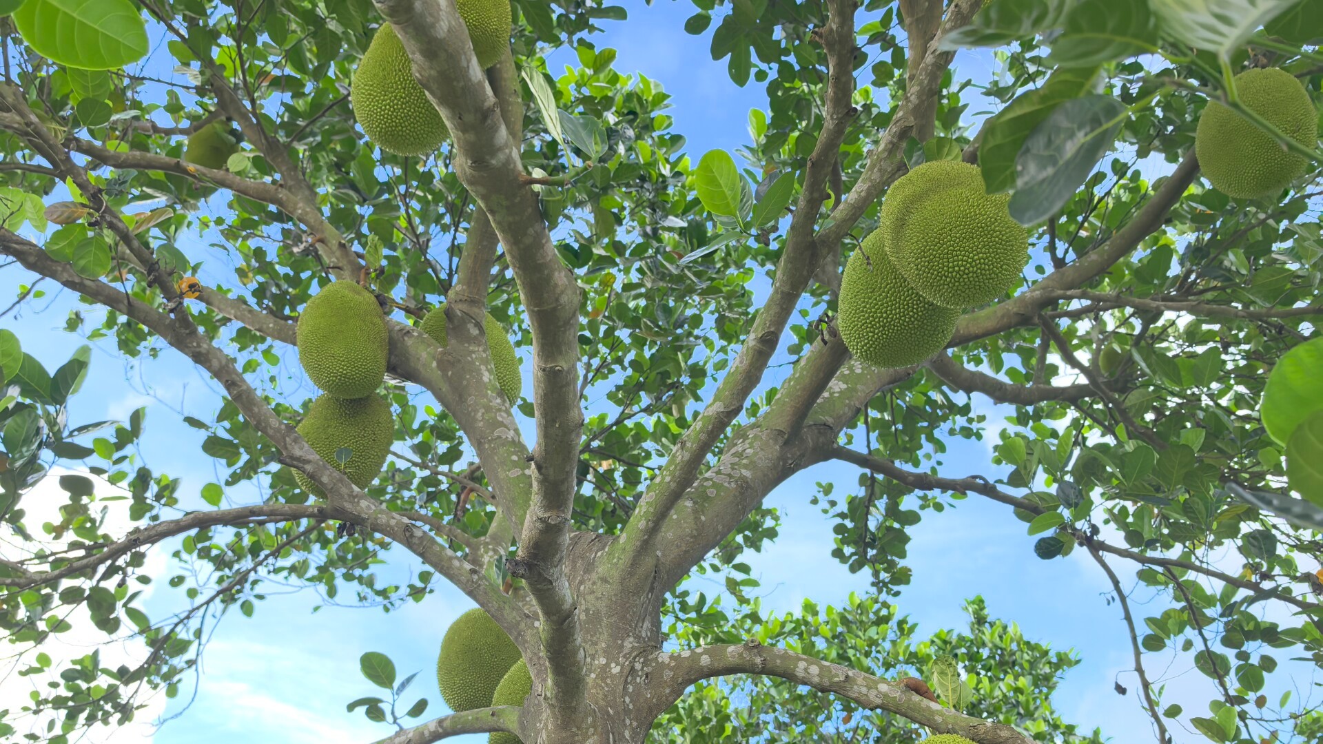 Inside Zhanjiang's jackfruit wonderland: A living global germplasm ...